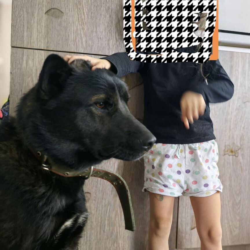 Взрослая собака в добрые руки