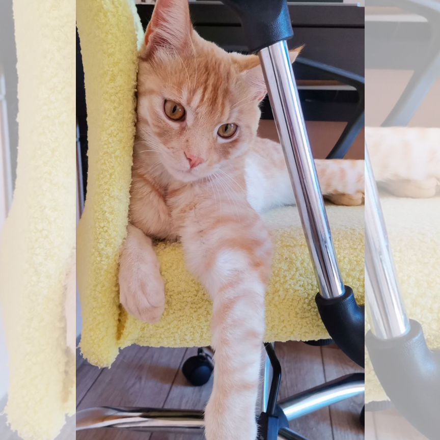 Котик