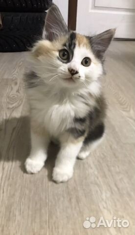 Кошка Курильский бобтейл 2 месяца