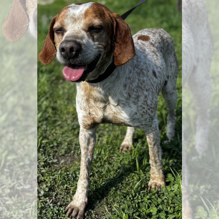 Английский пойнтер, взрослый пёс