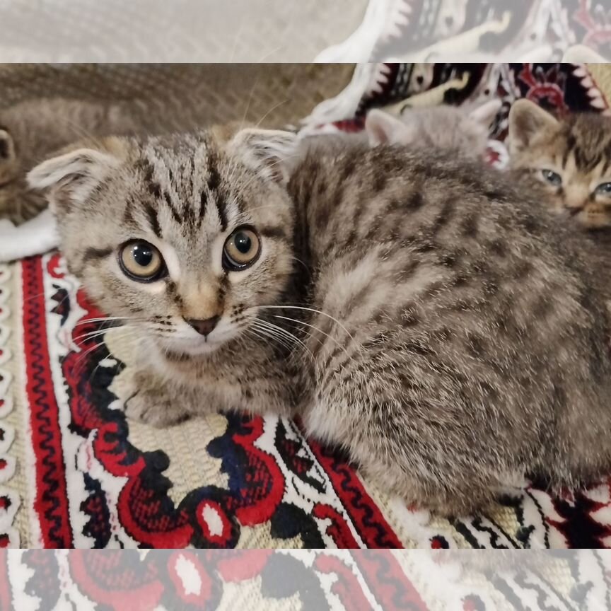 Котёнок от частного владельца