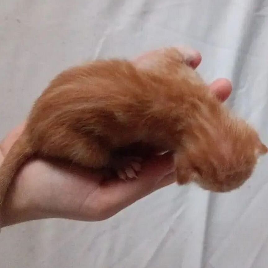 Ориентальный котёнок