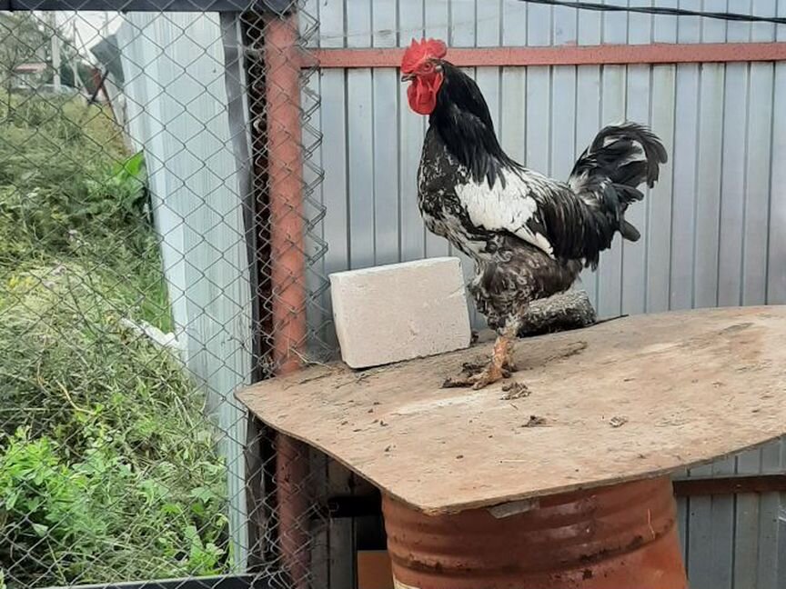 Курочки несушки