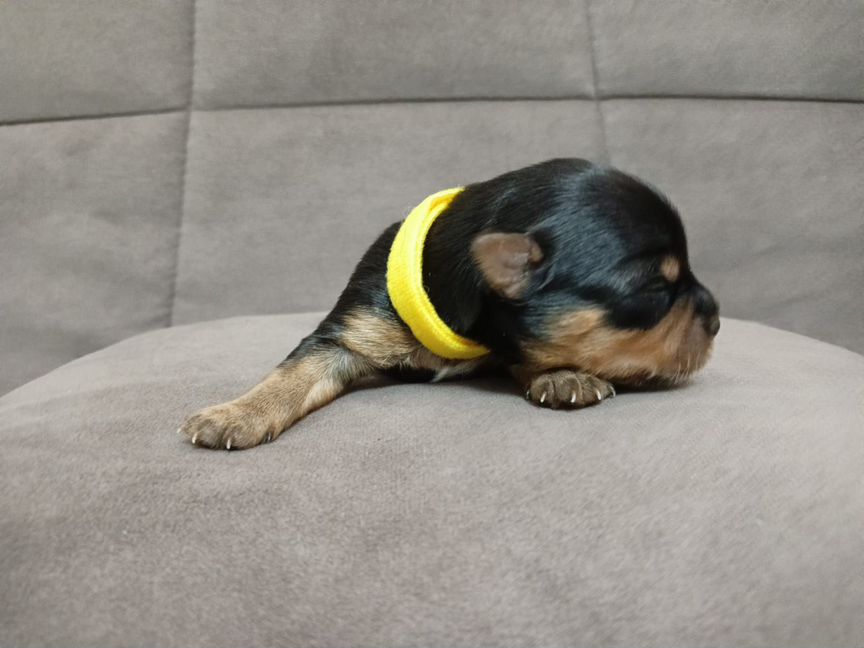 Йоркширский терьер щенки