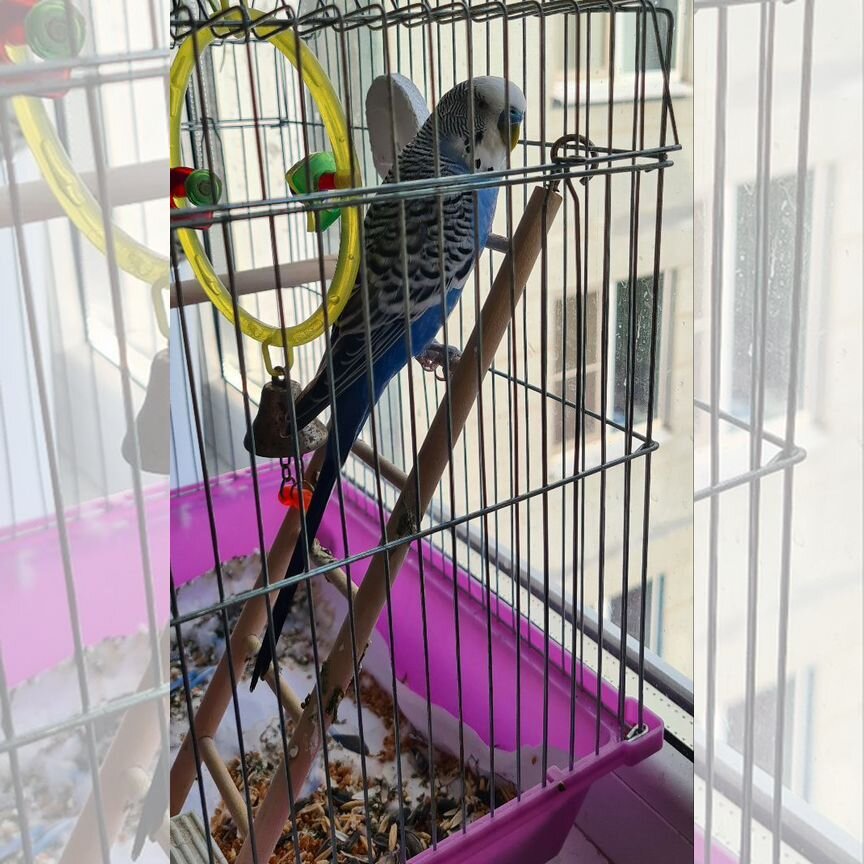 Волнистый попугай с клеткой
