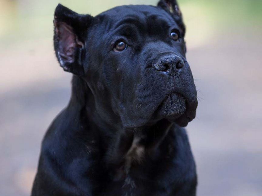 Щенки от породных родителей