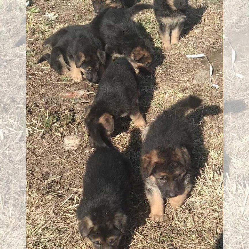 Щенки От породистых немецких овчарок