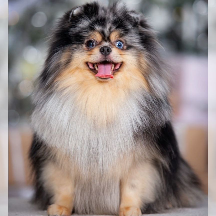 Померанский шпиц, взрослый пёс