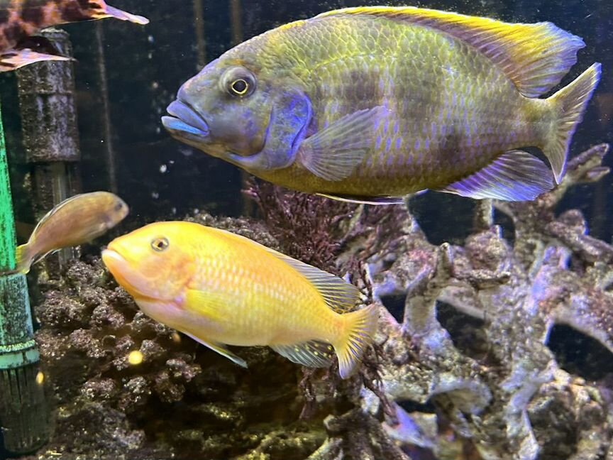 Малавийские цихлиды