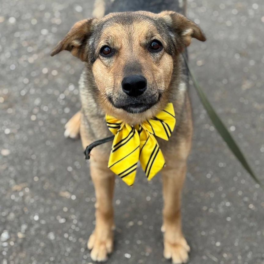 Взрослая собака в добрые руки