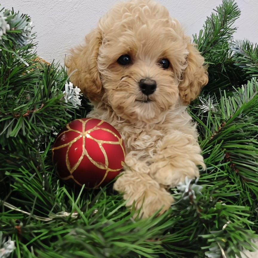 Мальтипу, щенок