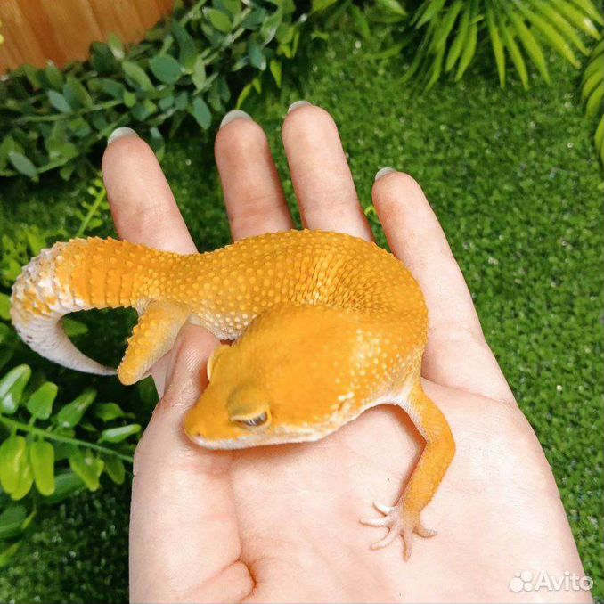 Эублефары blood