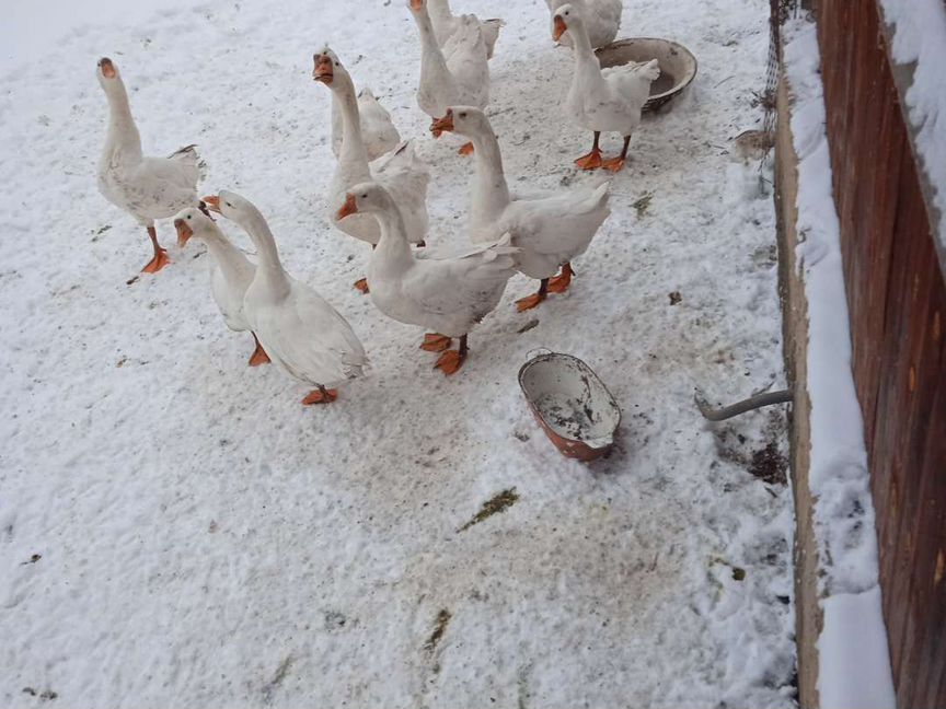 Гусь домашний белый