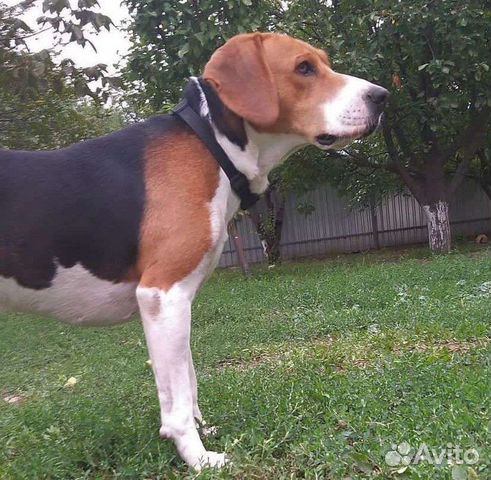 Эстонская гончая вязка