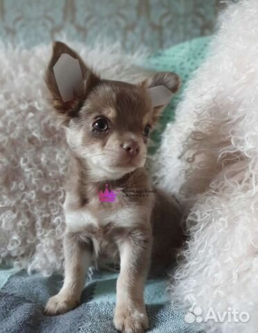 Чихуахуа лиловый парень