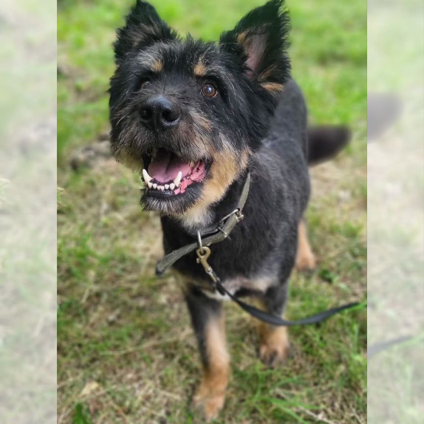 Взрослый пёс в добрые руки