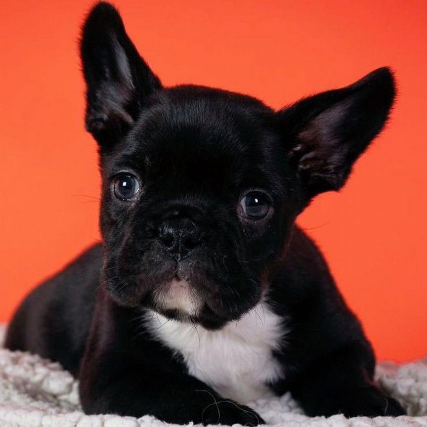 Французский бульдог, щенок