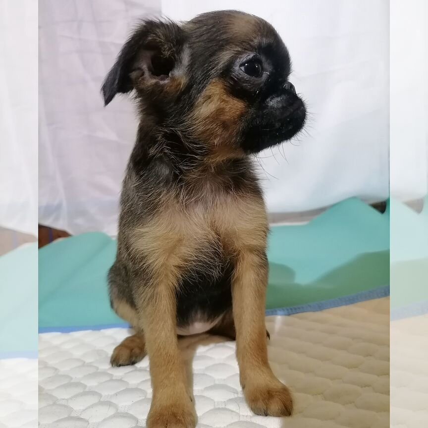 Пти-брабансон, щенок