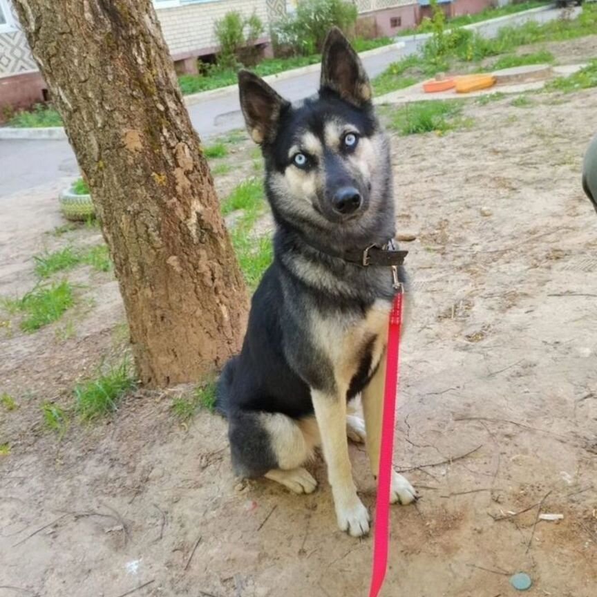 Собачка ищет дом