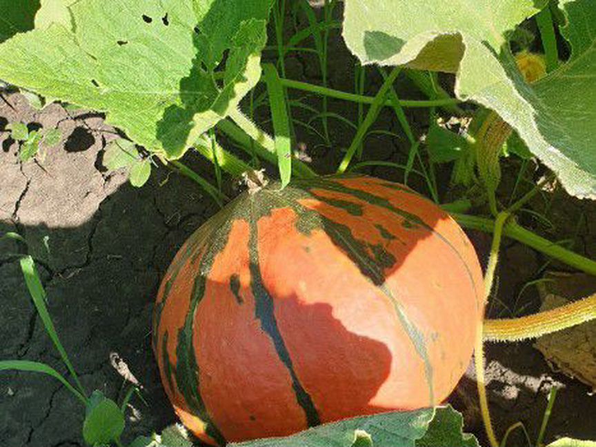 Тыква на корм