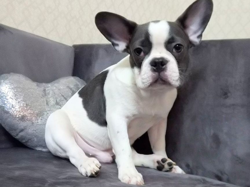 Бело-голубой мальчик