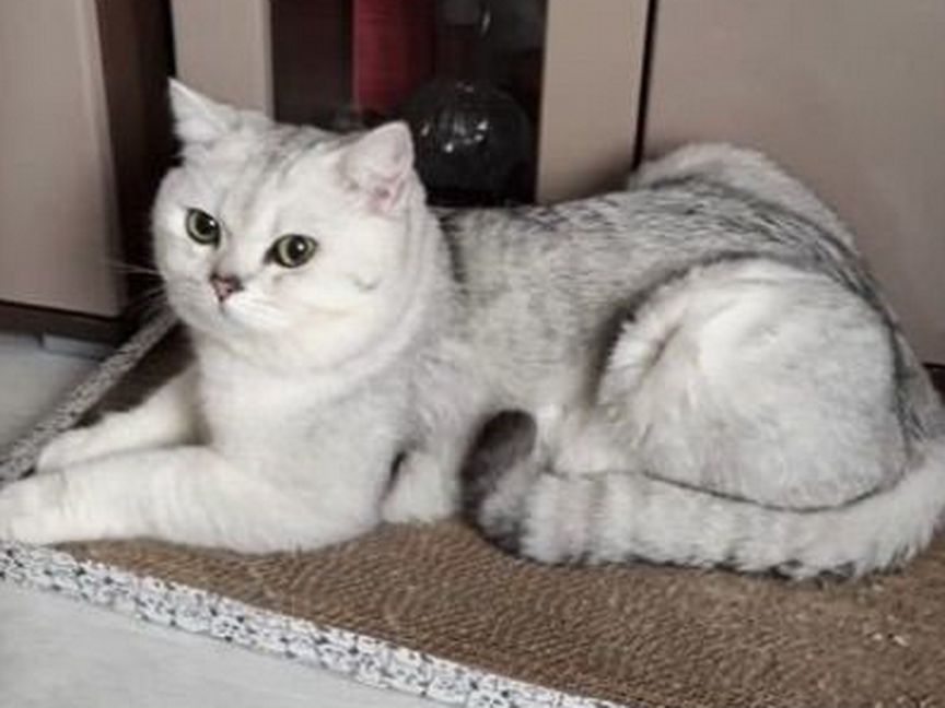 Шотландский кот на вязку