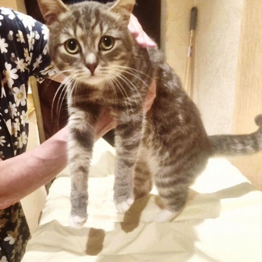 Кот в добрые руки