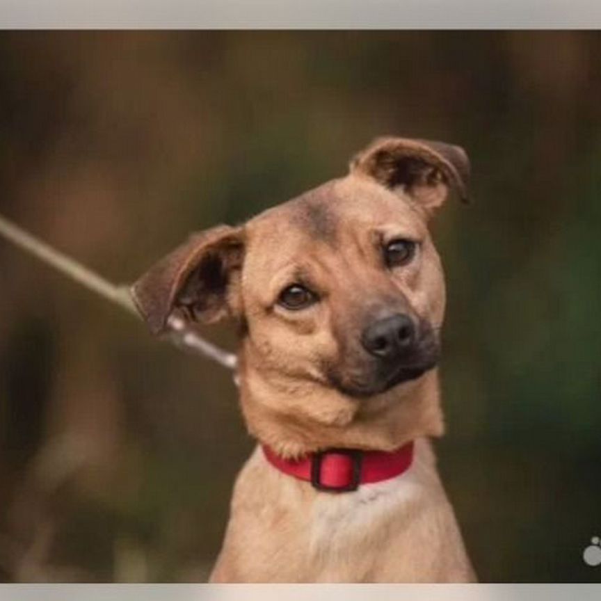 Собачка в добрые руки