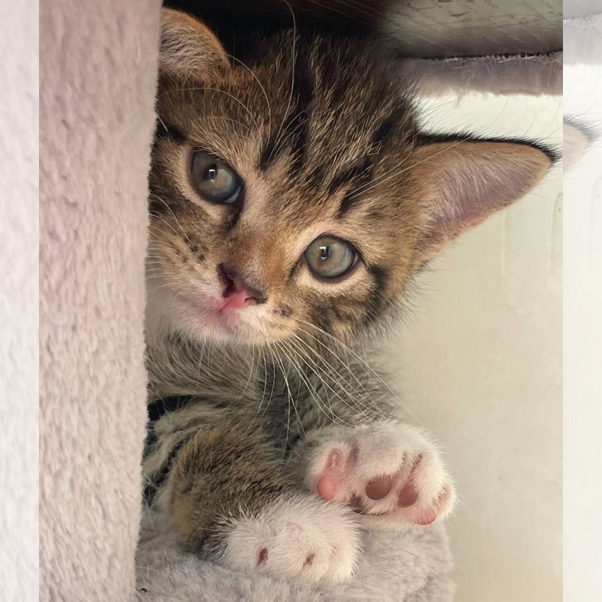 Котеночек- мальчик 1,5 месяца