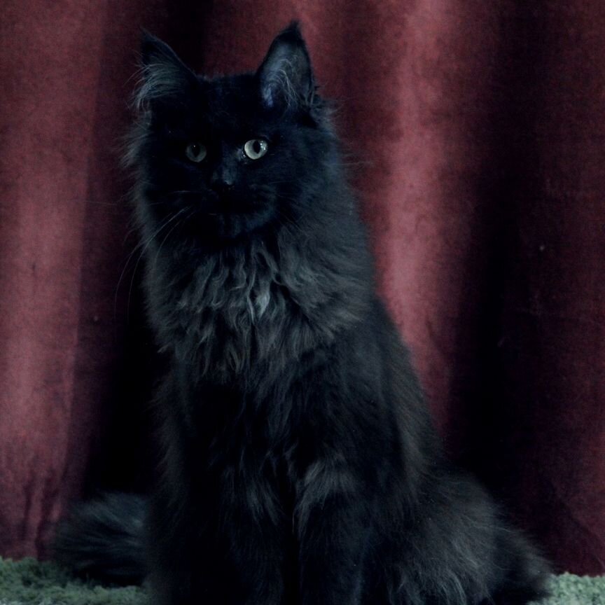 Котик мейн кун чёрного окраса
