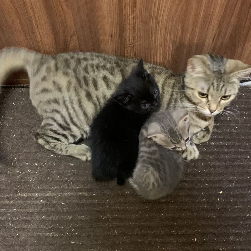 Котята на передержку