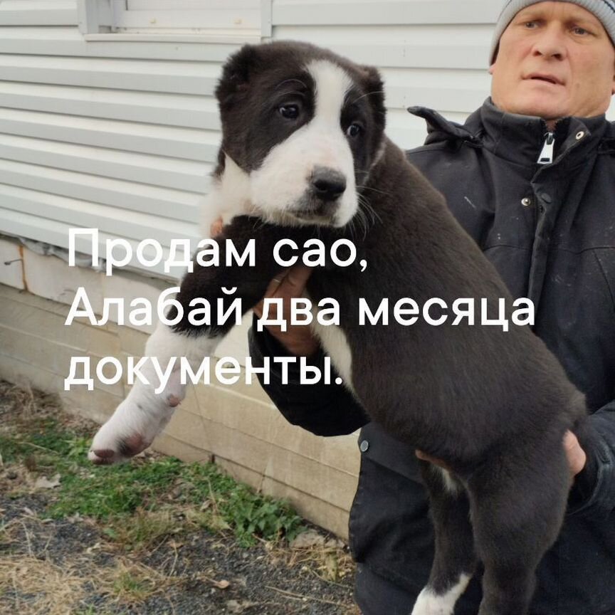 Щенки Алобаи на продажу сао