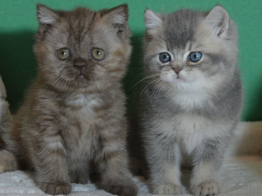Британские красиыые котята