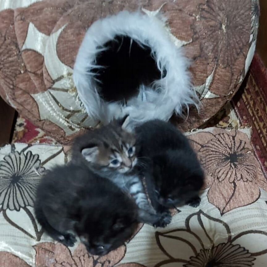 Отдадим котят бесплатно в хорошие руки