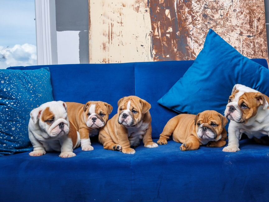 Рыжие и красные английские котятки с доставкой