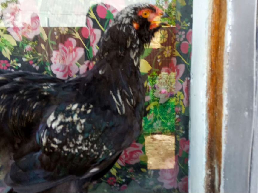 Петухи молодые Брама и Фавероль от домашних кур