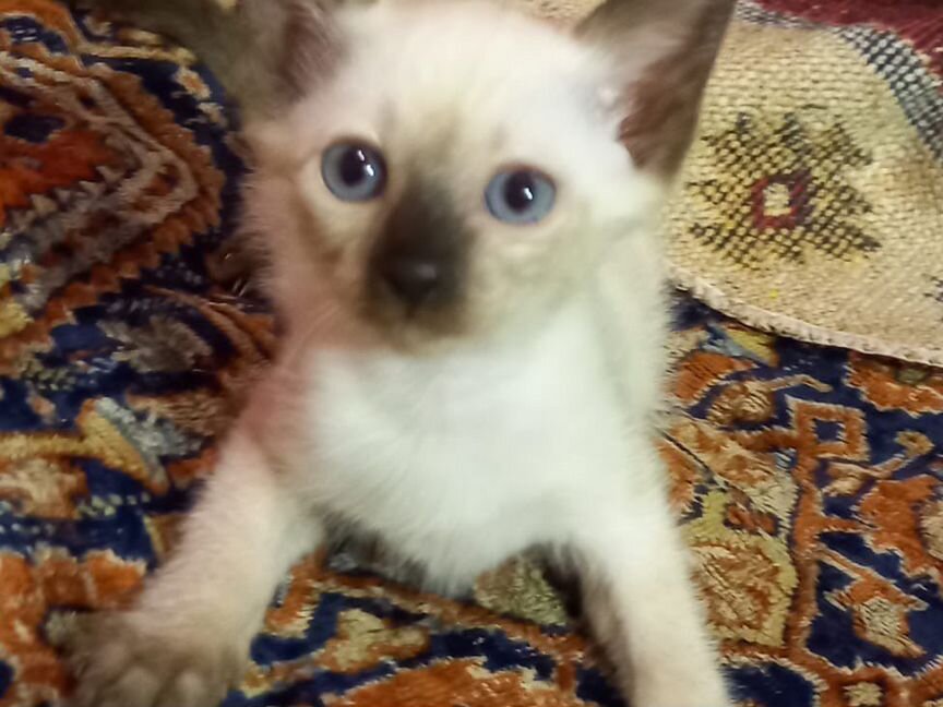 Кошки