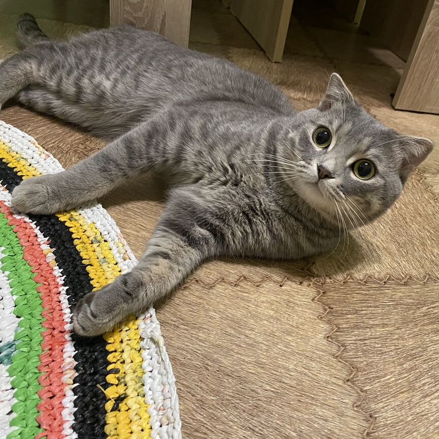 Шотландский вислоухий короткошёрстный, взрослый кот