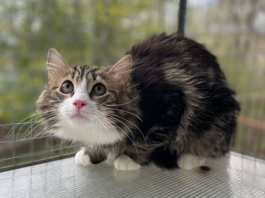 Котик в добрые руки
