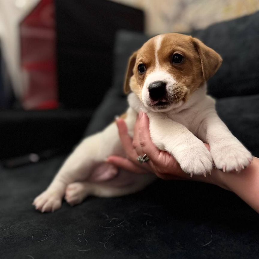 Джек Рассел Терьер