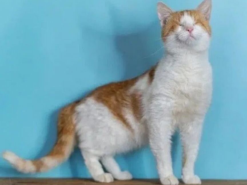 Котик в добрые руки