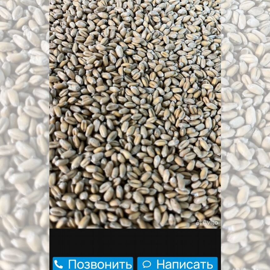 Зерно пшеница