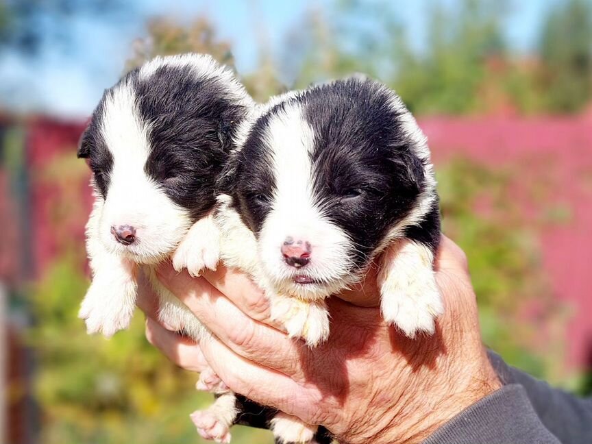 Бордер колли - замечательные малыши