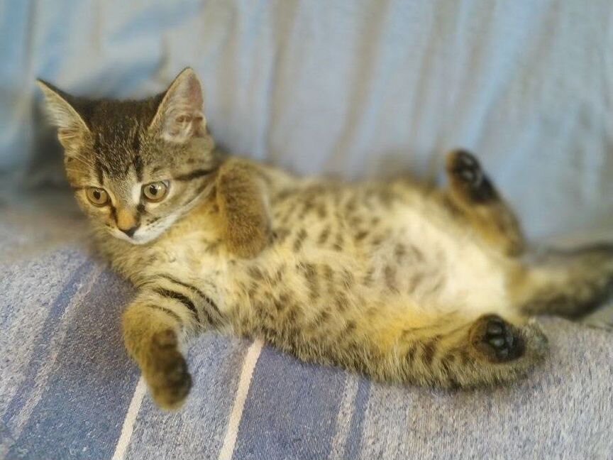 Котенок девочка милая игривая