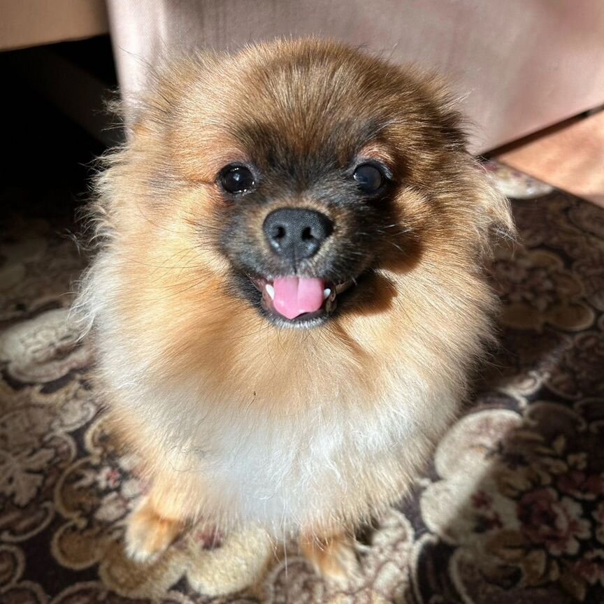 Собака щпиц