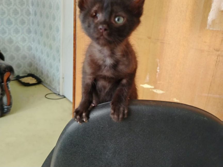 Это не котёнок, а настоящий ребёнок