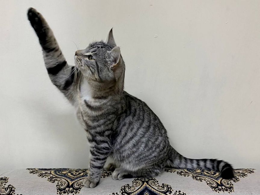 Человек, не проходи мимо, забери котика, замерзаю