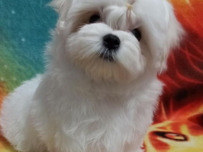 Шикарный мальчик мальтийской болонки