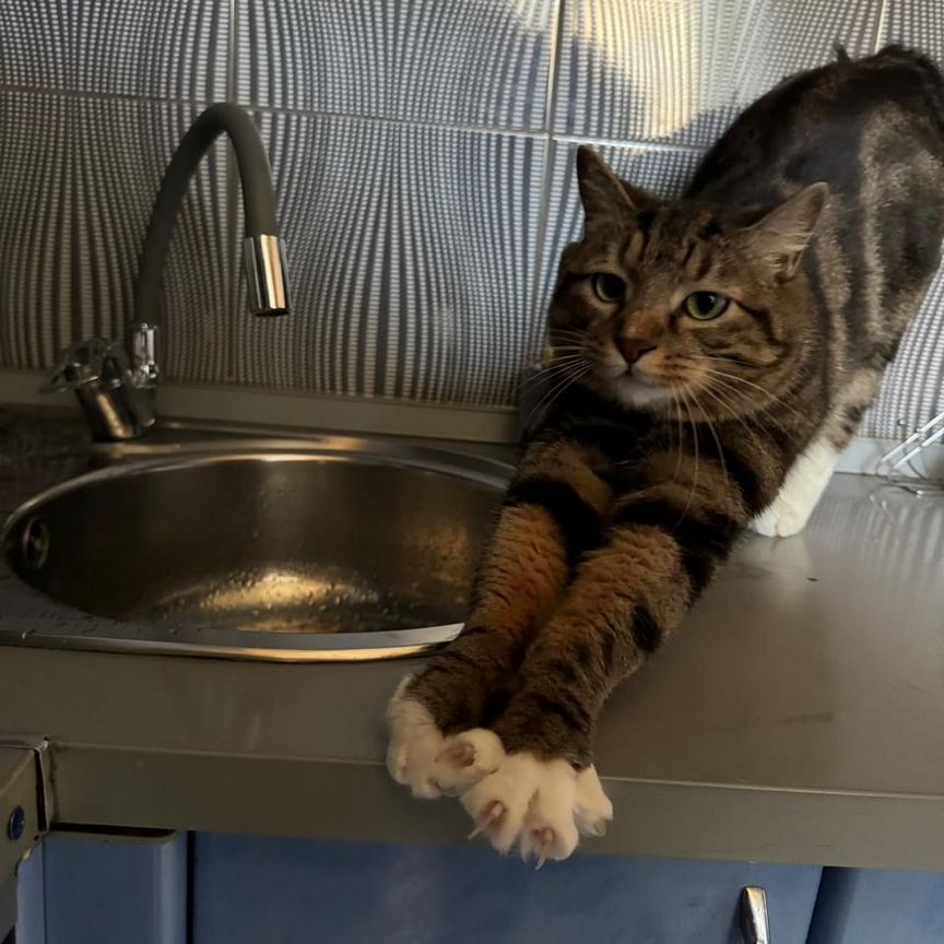 Котики бесплатно в добрые руки