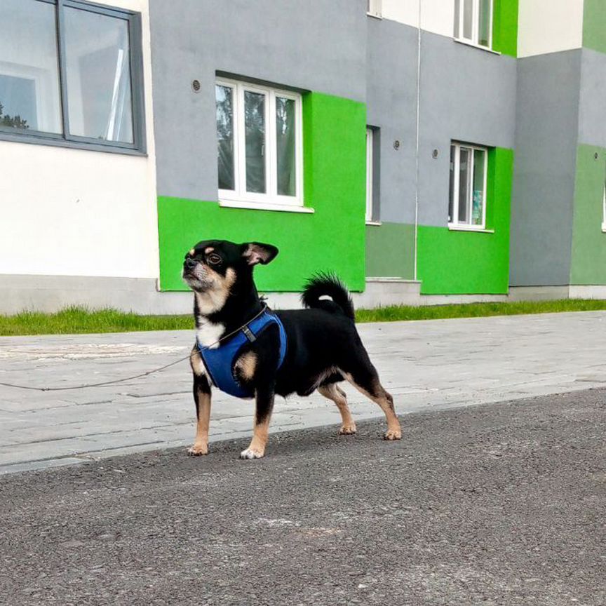 Чихуахуа